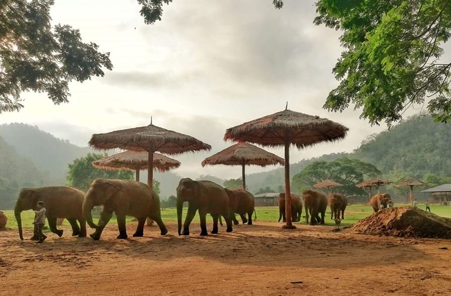 Starving elephants in Thailand need help | Sea to Sky Healer